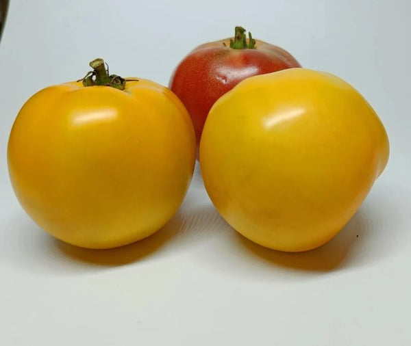 Boston Tomatoes Mix 500g - Green Goblin