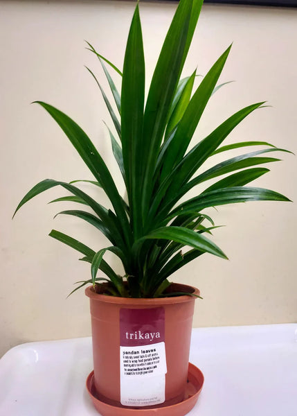 Potted Pandanus 500g - Green Goblin