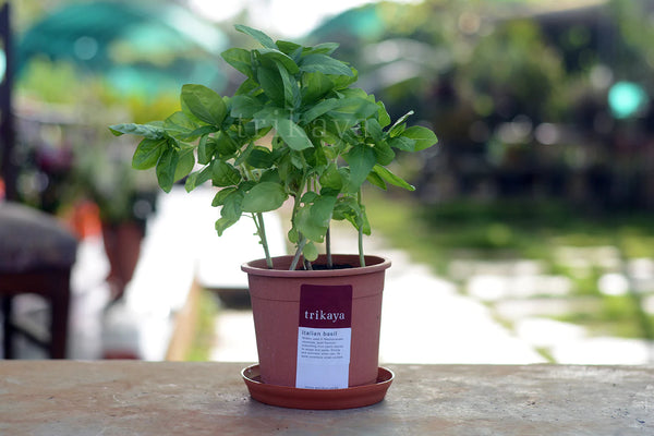 Potted Italian Basil - Green Goblin